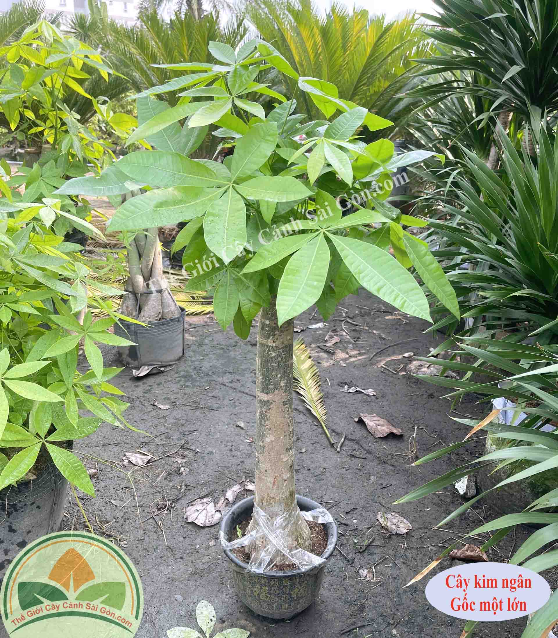 Cây kim ngân gốc một lớn - Thế Giới Cây Cảnh Sài Gòn